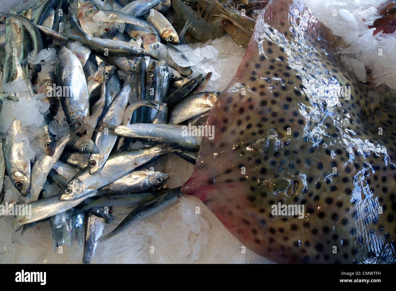 Rays fish hi-res stock photography and images - Alamy