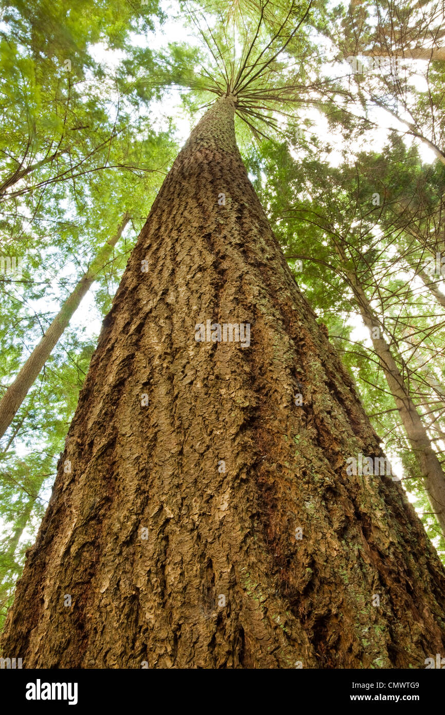 Tall fir tree, Capilano Pacific Park, North Vancouver, British Columbia ...