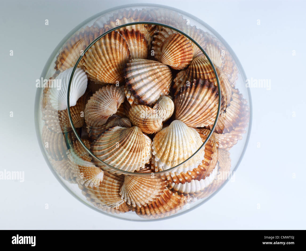 sea shells in a glass Stock Photo - Alamy