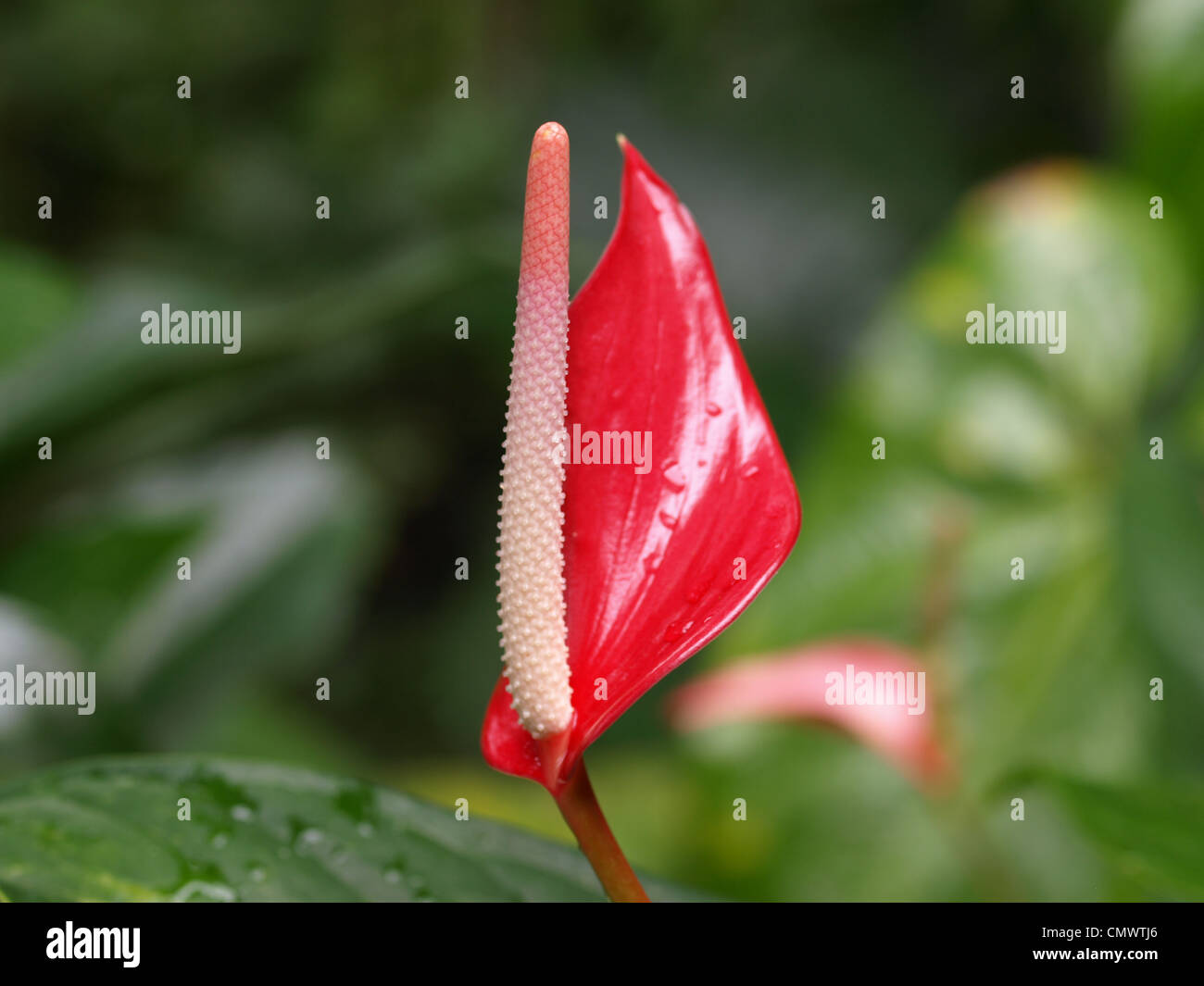 Papillote gardens hi-res stock photography and images - Alamy