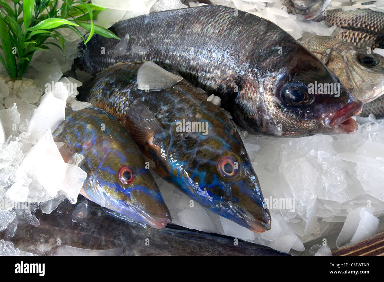 united kingdom west sussex littlehampton riverside fish shop a wet fish ...