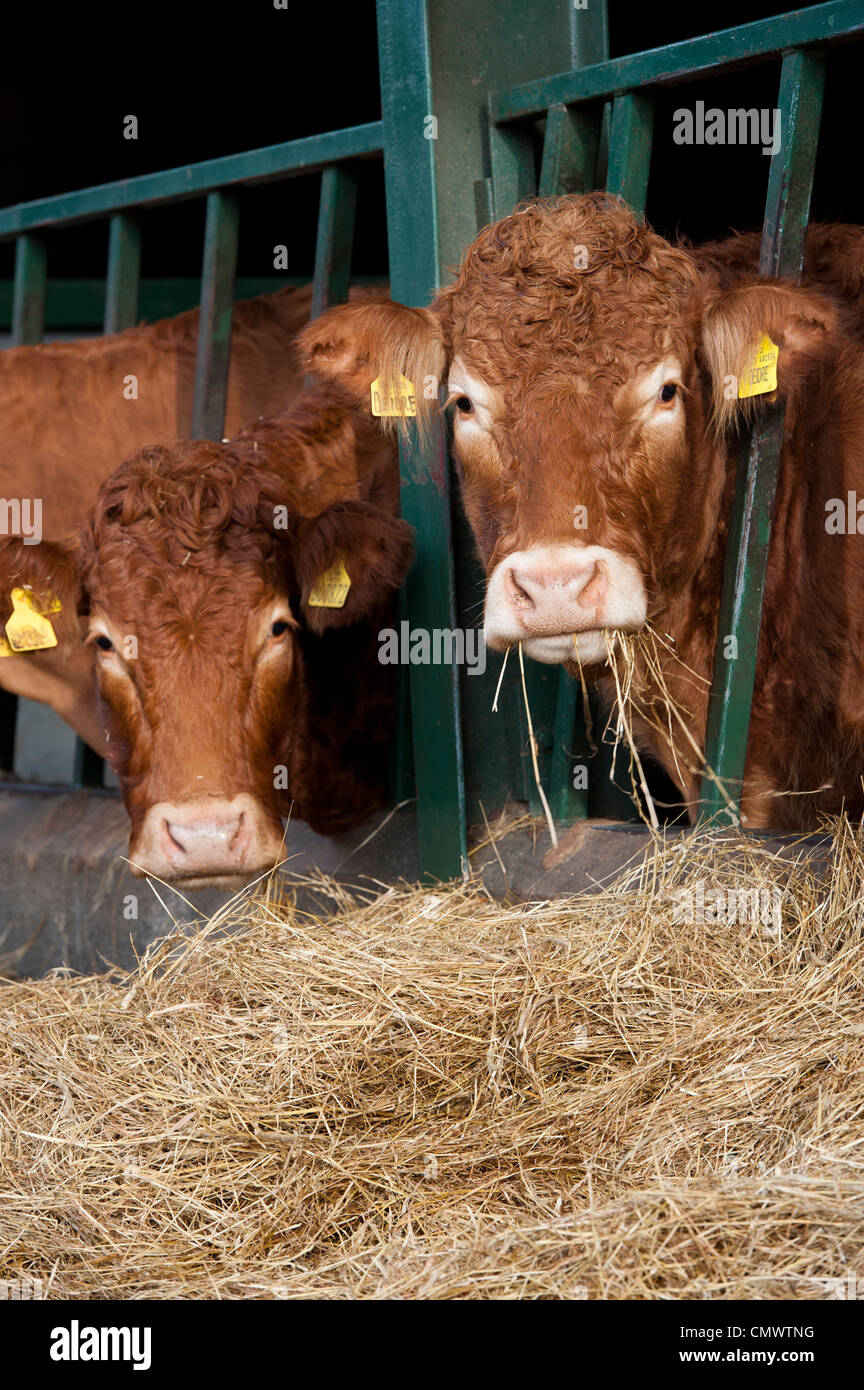 Limousin beef cattle eating hay from behind feed barriers in shed Stock ...