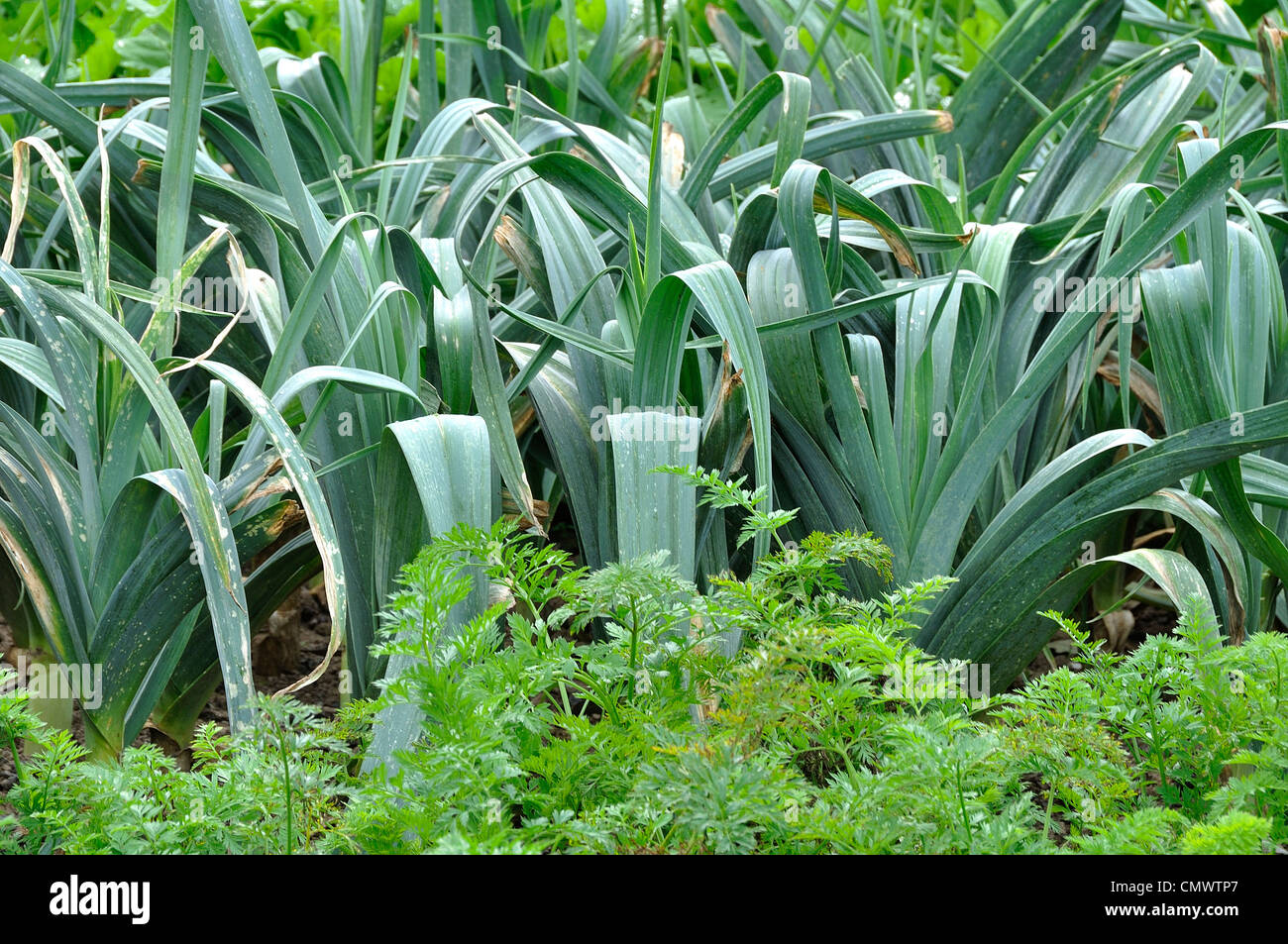Allium porum hi-res stock photography and images - Alamy