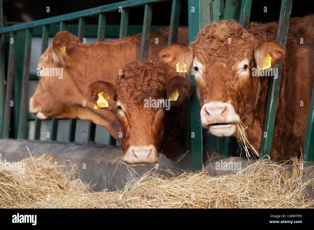 Cattle Eating Silage High Resolution Stock Photography and Images - Alamy