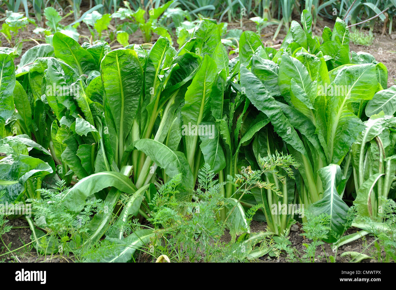 Endive (Cichorium endivia Stock Photo - Alamy