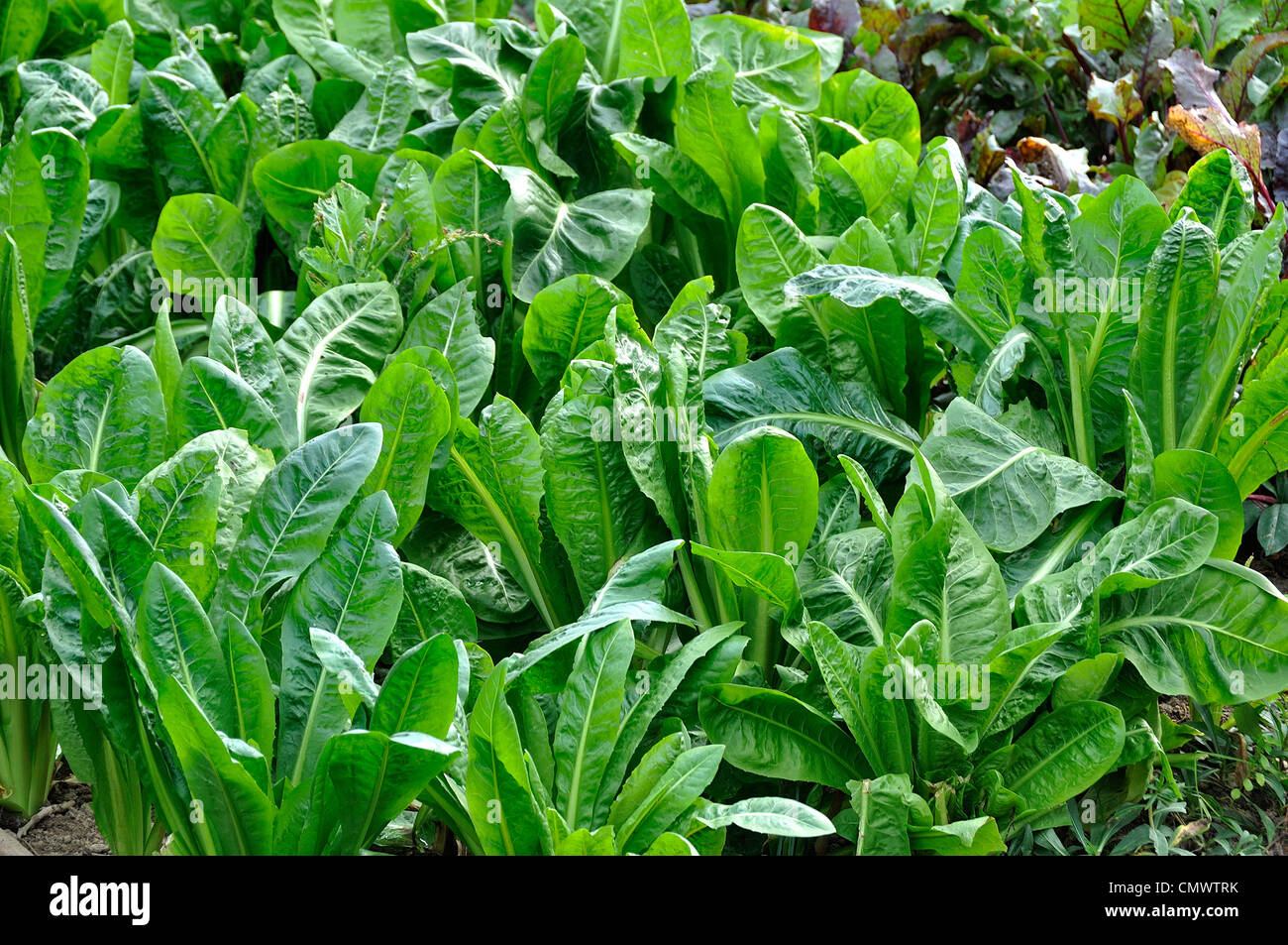 Endive (Cichorium endivia Stock Photo - Alamy