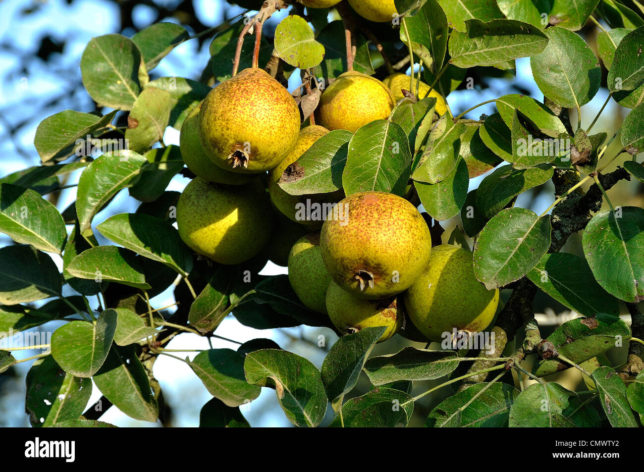 Perry pears in the perry tree Stock Photo - Alamy