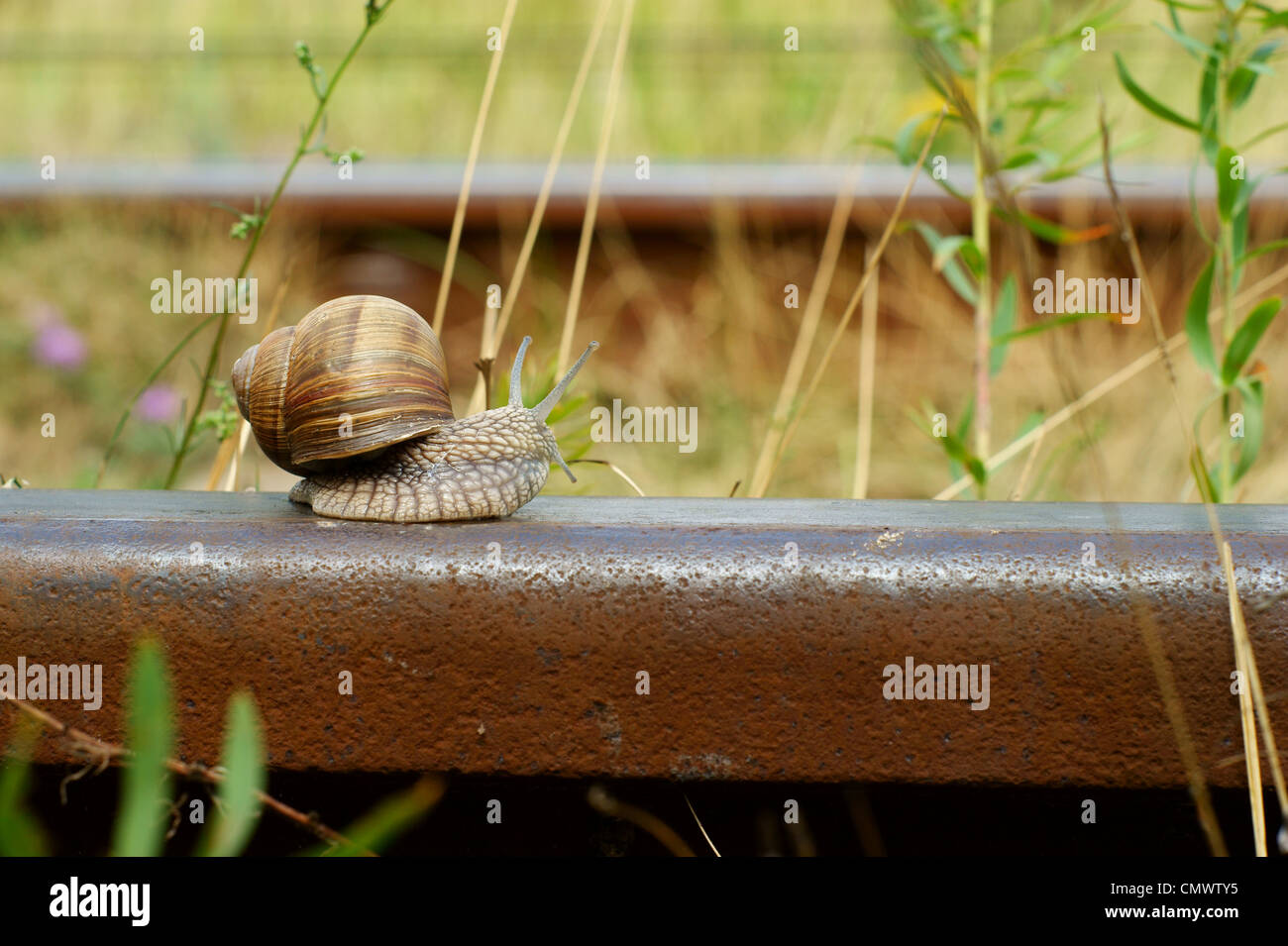 snail on a railway rail Stock Photo - Alamy