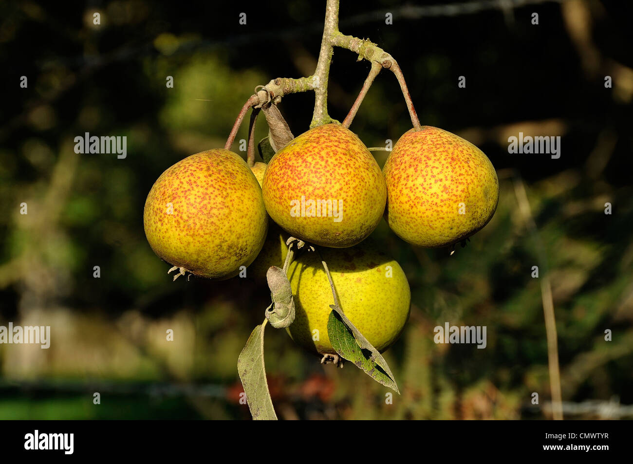 Perry pears in the perry tree Stock Photo - Alamy