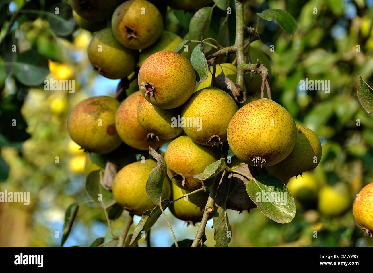 Perry pears in the perry tree Stock Photo - Alamy