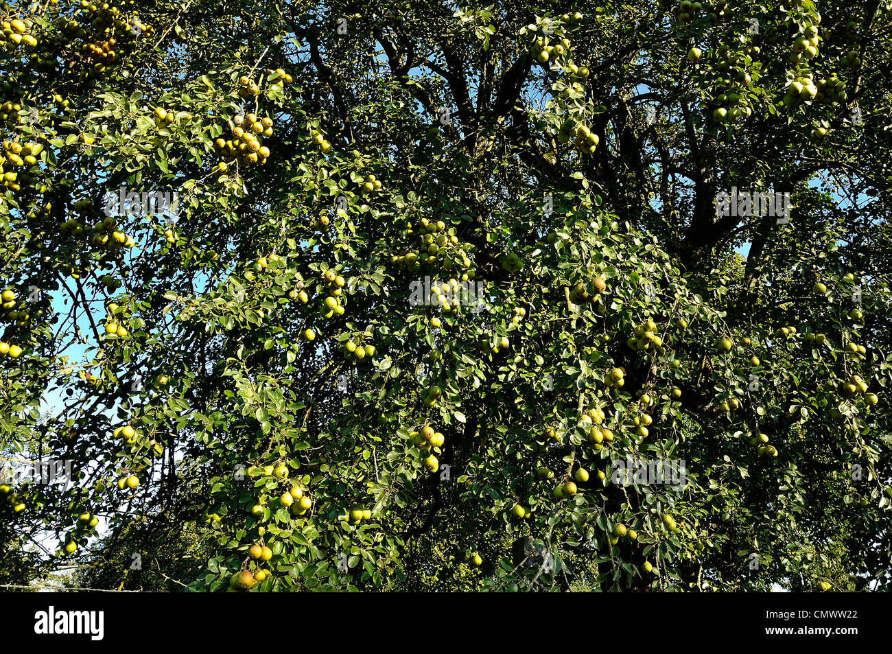 Perry pears in the perry tree Stock Photo - Alamy