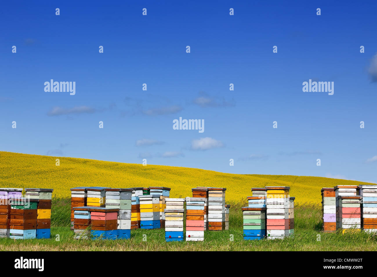 Honey bee hives and canola field, Pembina Valley, Manitoba Stock Photo ...