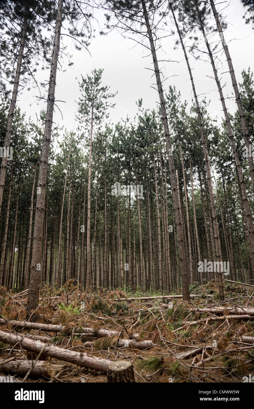 Muskoka woods hi-res stock photography and images - Alamy