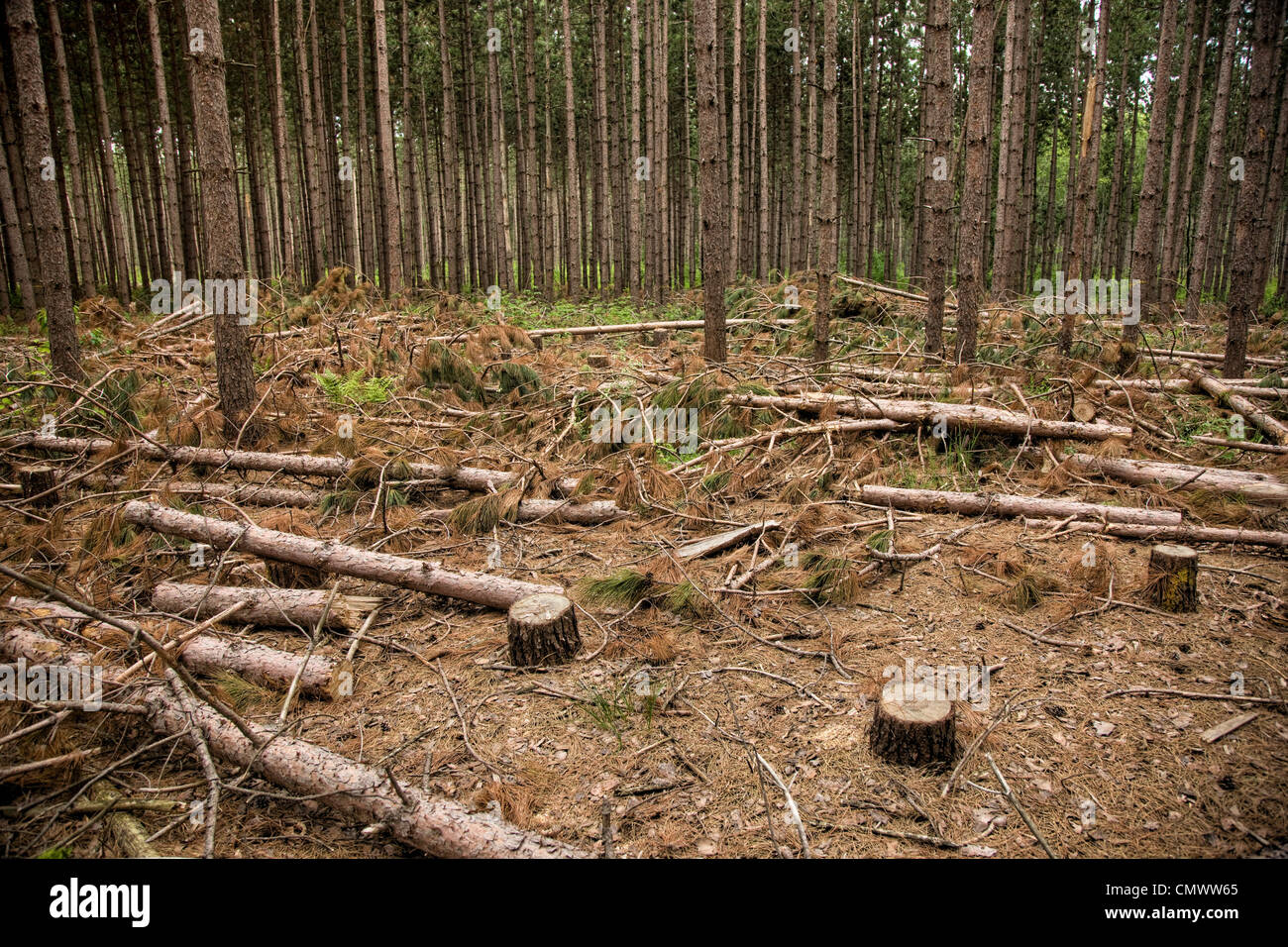 Man made lumber hi-res stock photography and images - Alamy