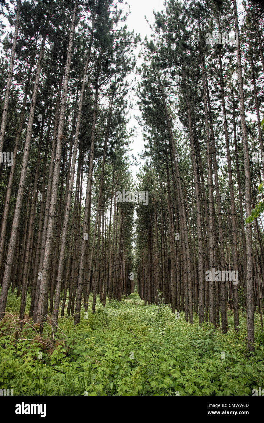 Pine Tree Forest in Muskoka, Ontario Stock Photo - Alamy