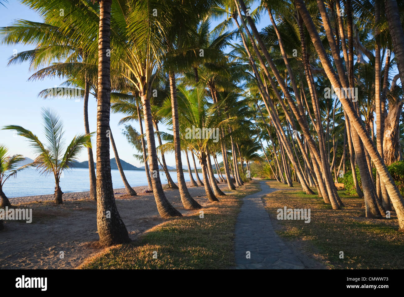 Coconut palms along beachfront at Palm Cove, Cairns, Queensland ...
