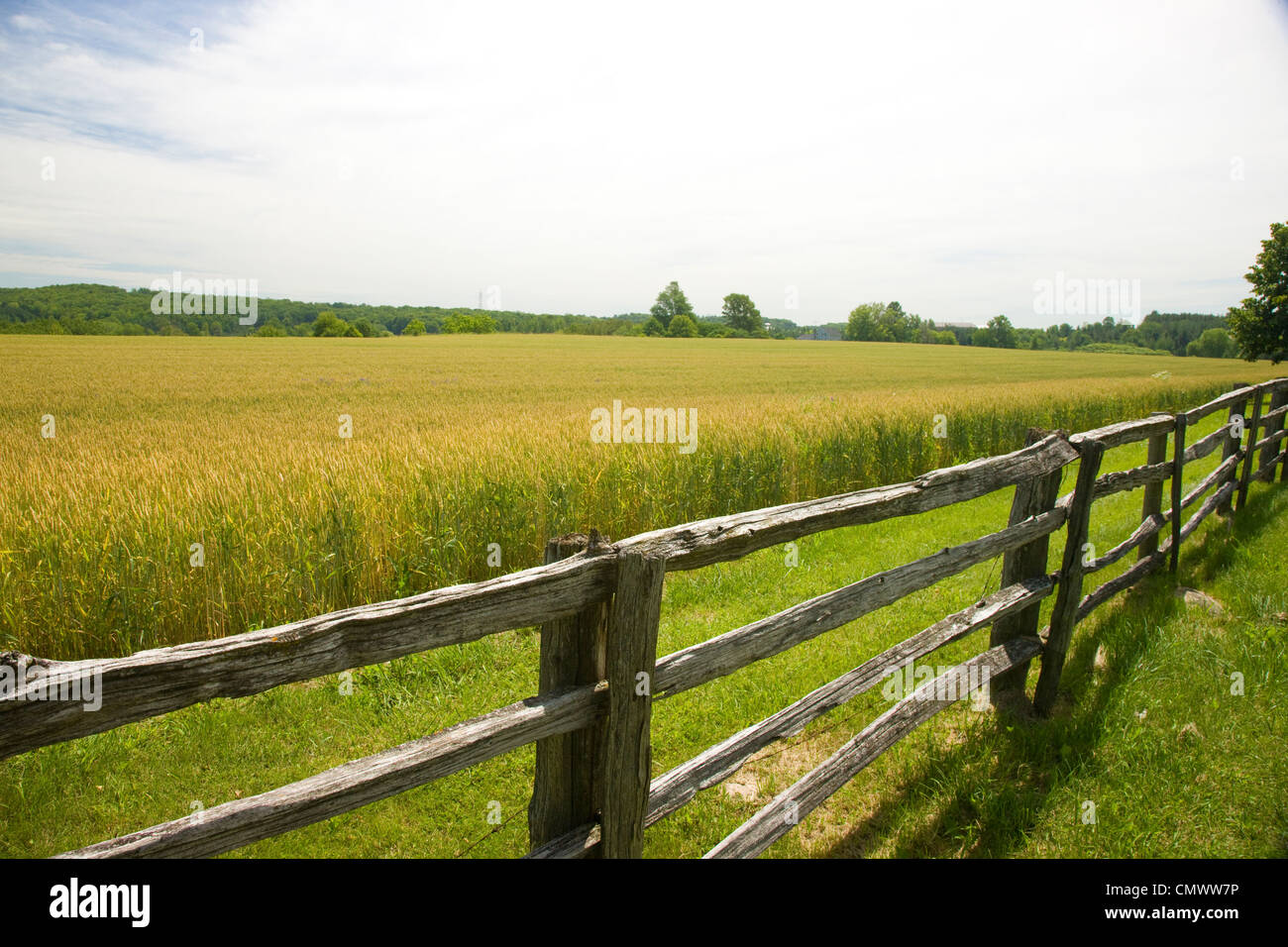 Wheat field and wooden fence, Muskoka, central Ontario Stock Photo - Alamy
