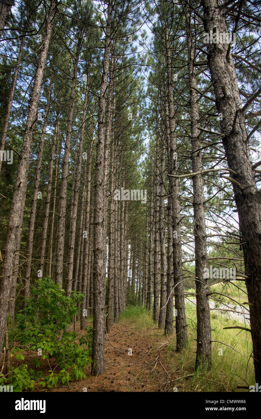 Man-made forest, Muskoka, central Ontario Stock Photo - Alamy