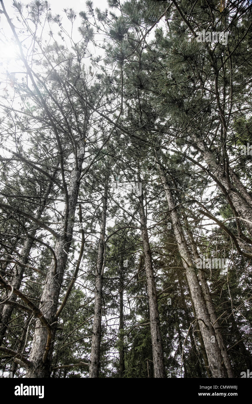 Underview of pine trees, Muskoka, central Ontario Stock Photo - Alamy