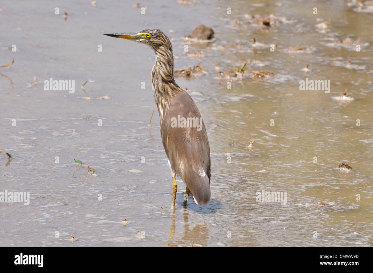 Short paddy hi-res stock photography and images - Alamy