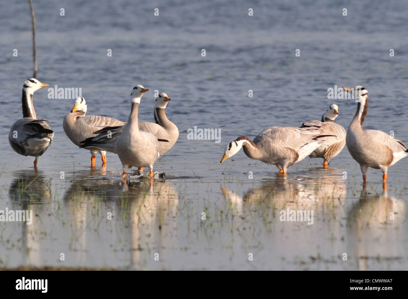 Bar-headed Goose ( Anser indicus ) in Nalabana, Chilika Lake Stock ...
