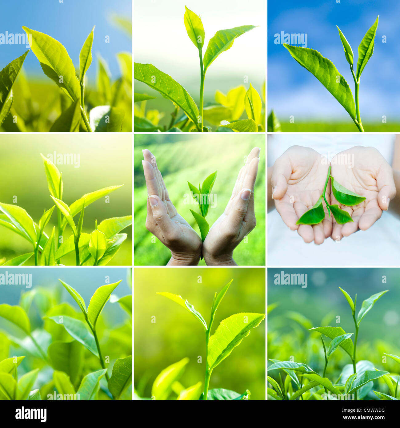 Green Tea Leaves Wallpaper