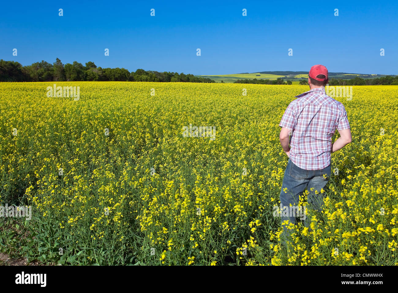 Man standing in Canola field, Pembina Valley, Manitoba Stock Photo - Alamy
