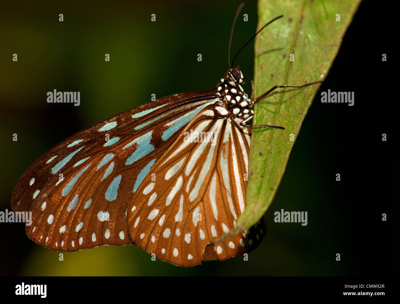 a beautiful butterfly insect in the garden Stock Photo - Alamy