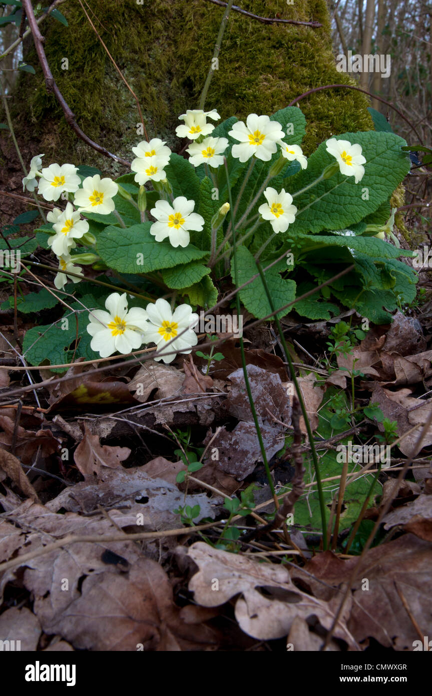 Wild primroses uk hi-res stock photography and images - Alamy