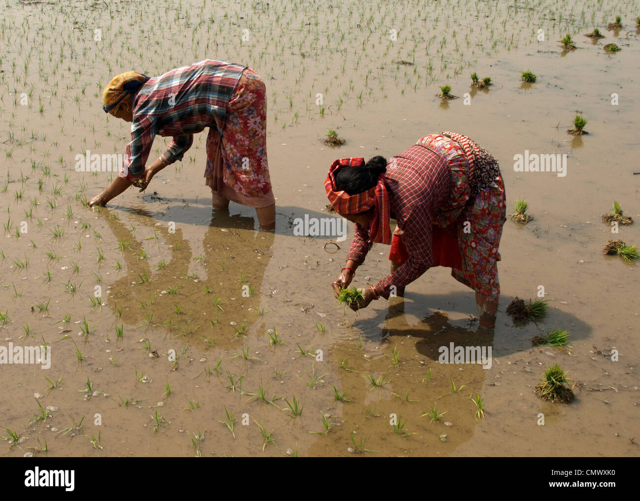 Women picking rice in a paddy field in Nepal Stock Photo - Alamy