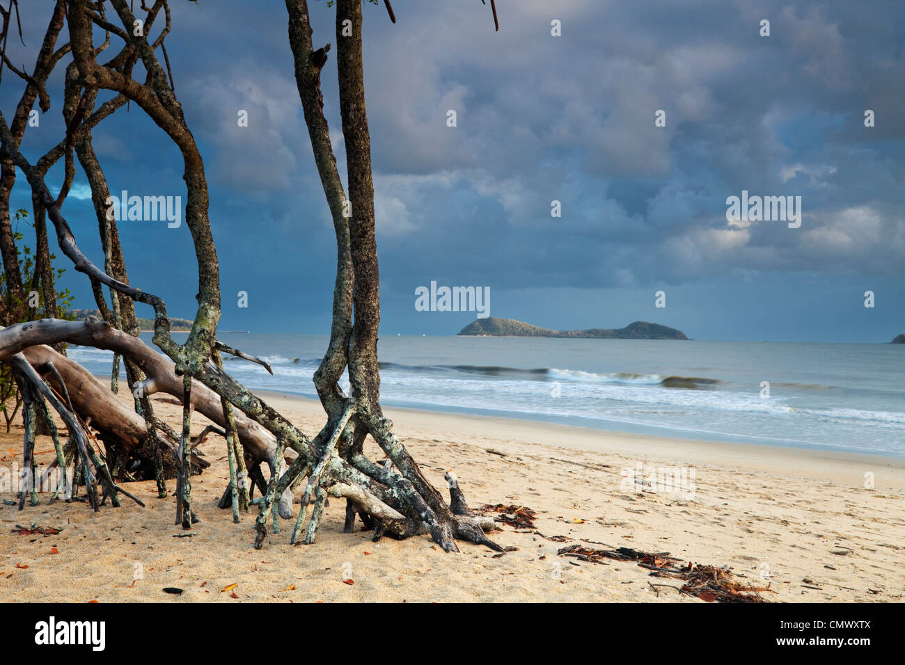 Mangrove trees on beach with Double Island in background. Kewarra Beach ...