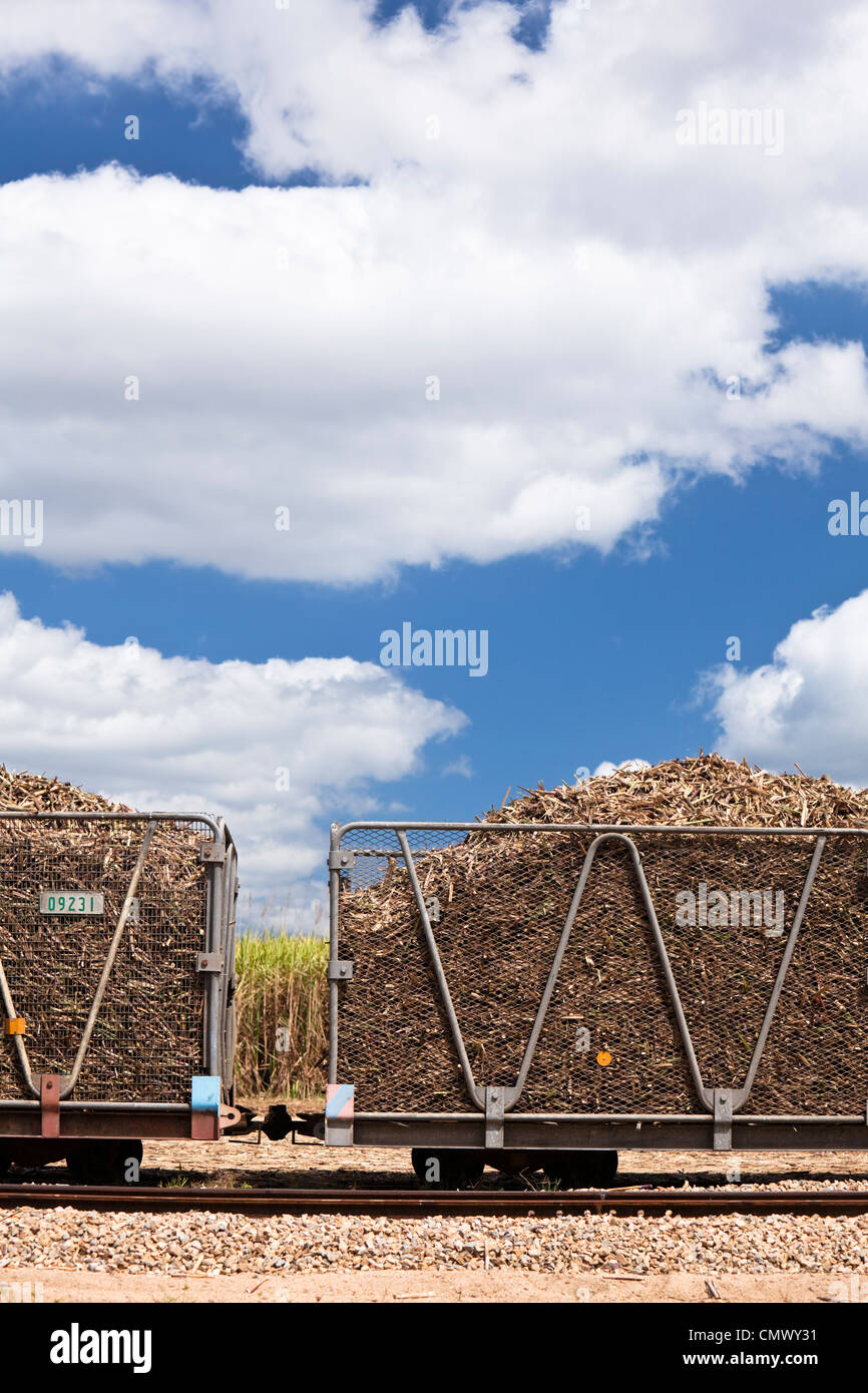 Harvested sugar cane loaded in bins ready to be transported to the ...