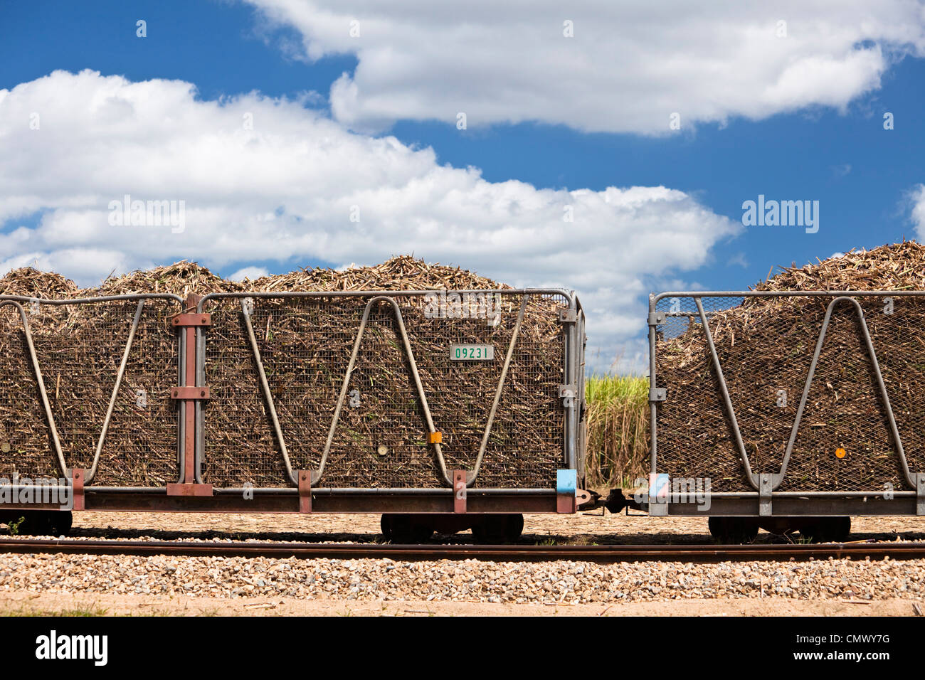 Harvested sugar cane loaded in bins ready to be transported to the ...