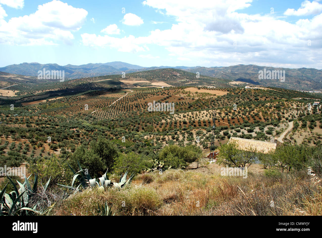 Olive groves and mountains, between Rio Gordo and Periana, Axarquia ...