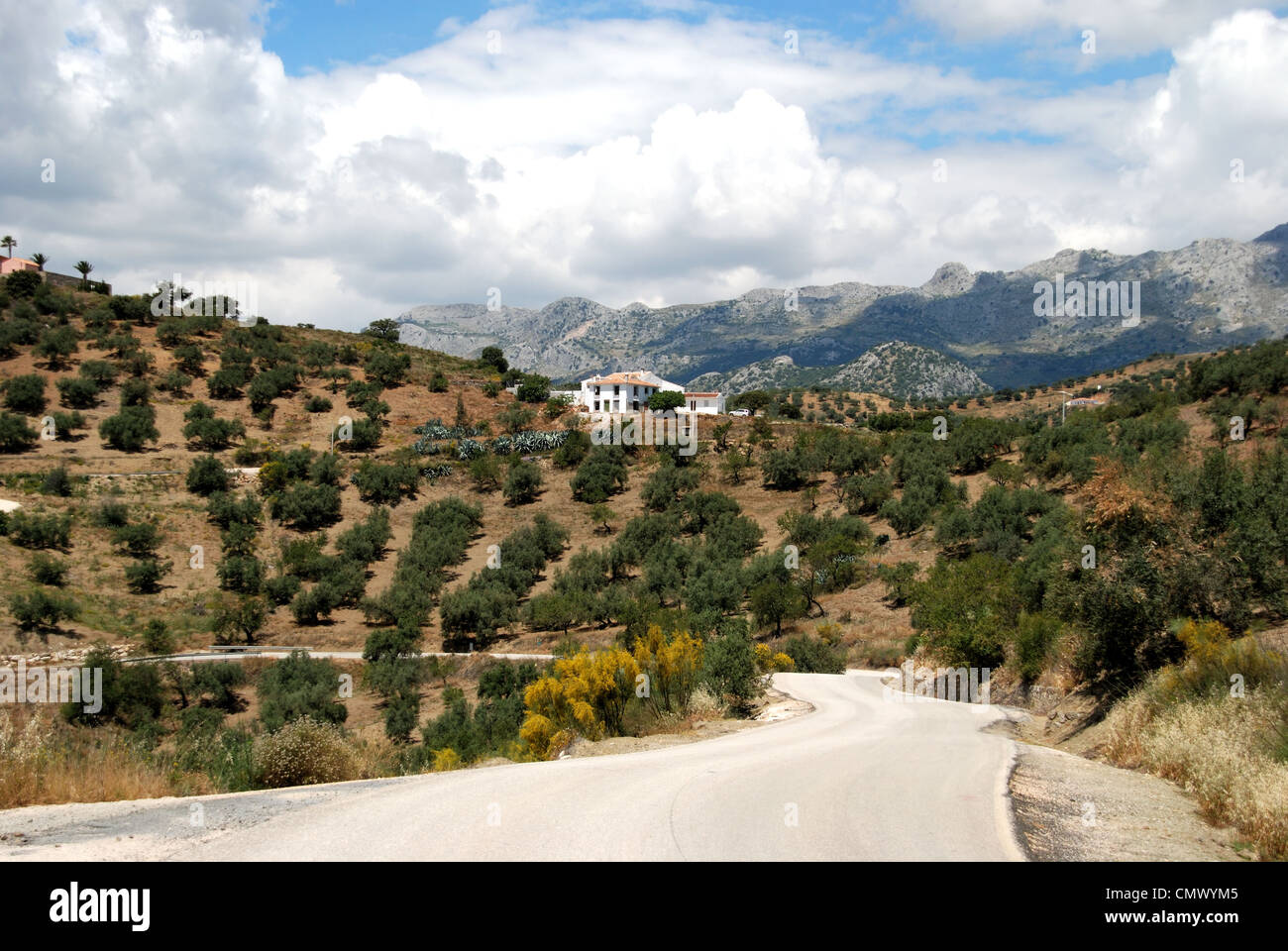 Olive groves and mountains, between Rio Gordo and Periana, Axarquia ...