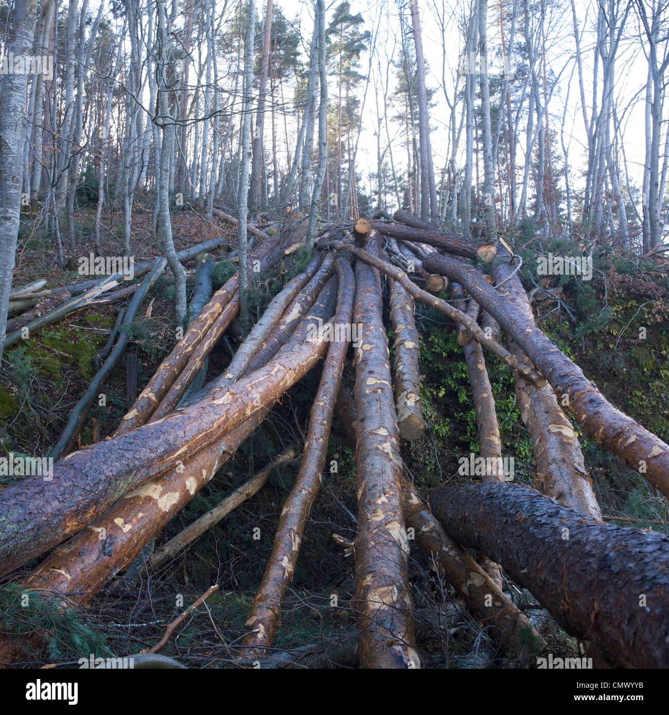 Dying fir tree hi-res stock photography and images - Alamy