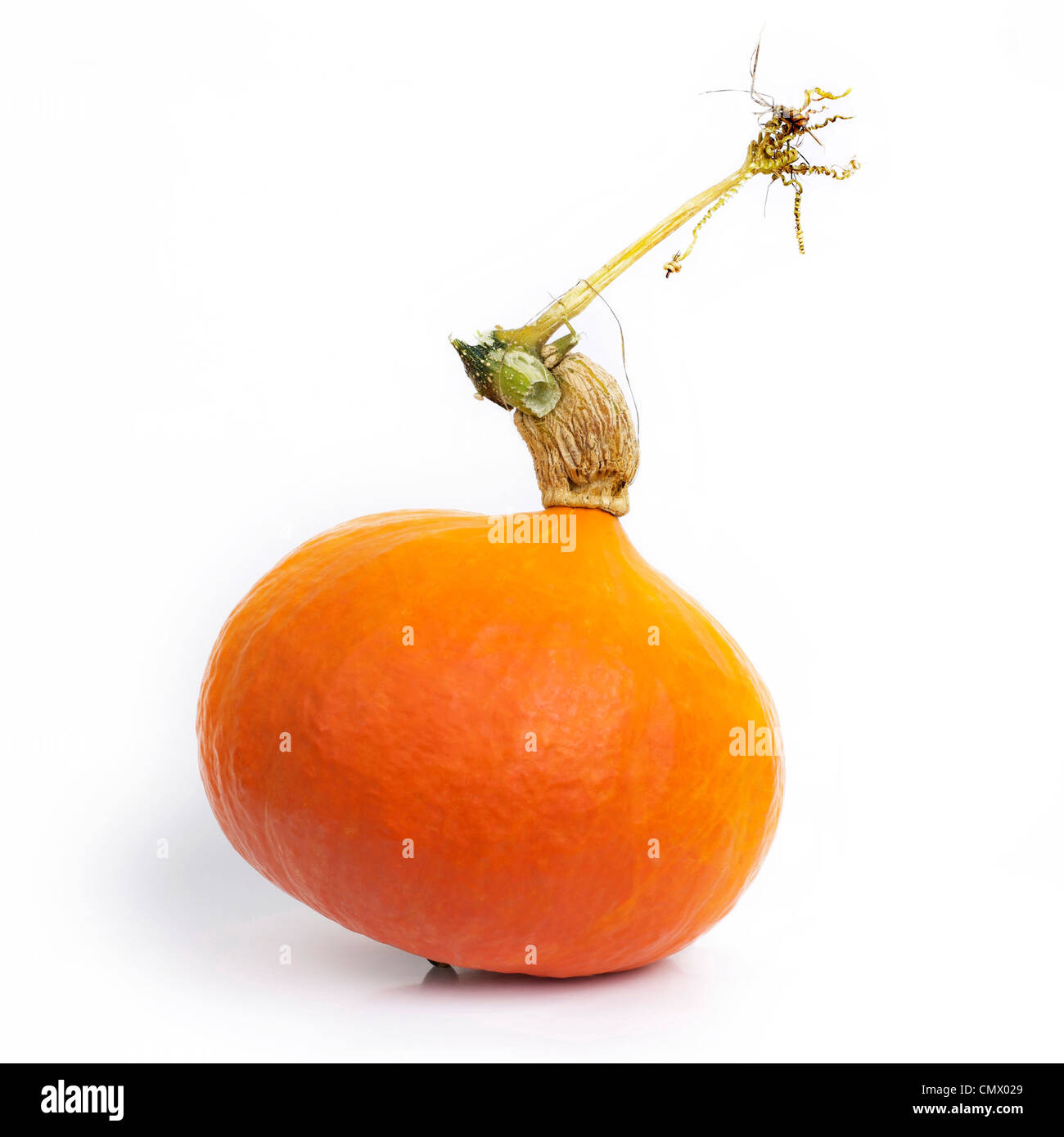 Pumpkin cut out hi-res stock photography and images - Alamy