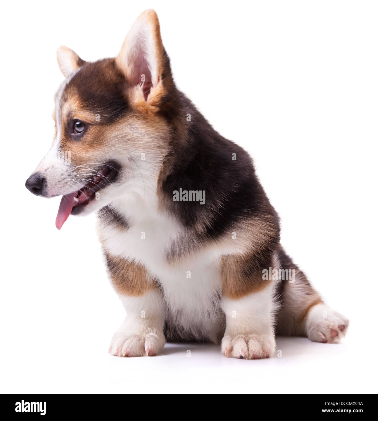 puppy dog breed Welsh Corgi, Pembroke on white Stock Photo - Alamy