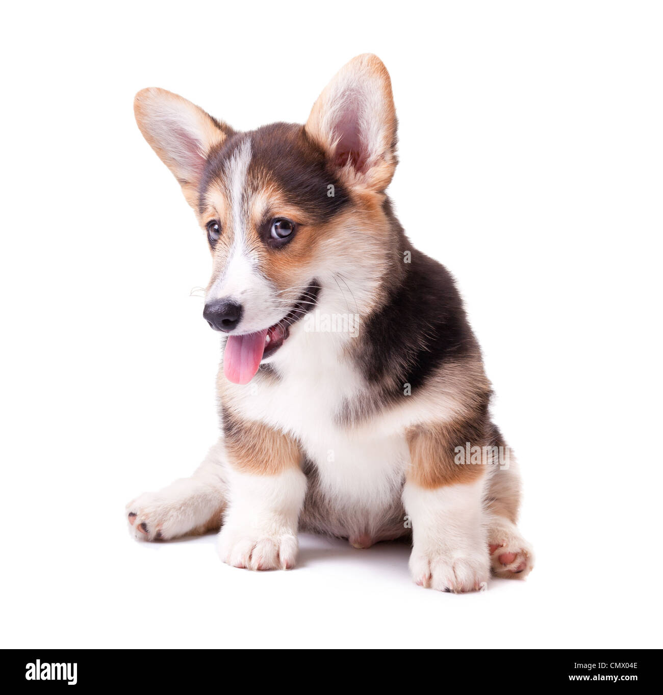 Cute little dog welsh Cut Out Stock Images & Pictures - Alamy