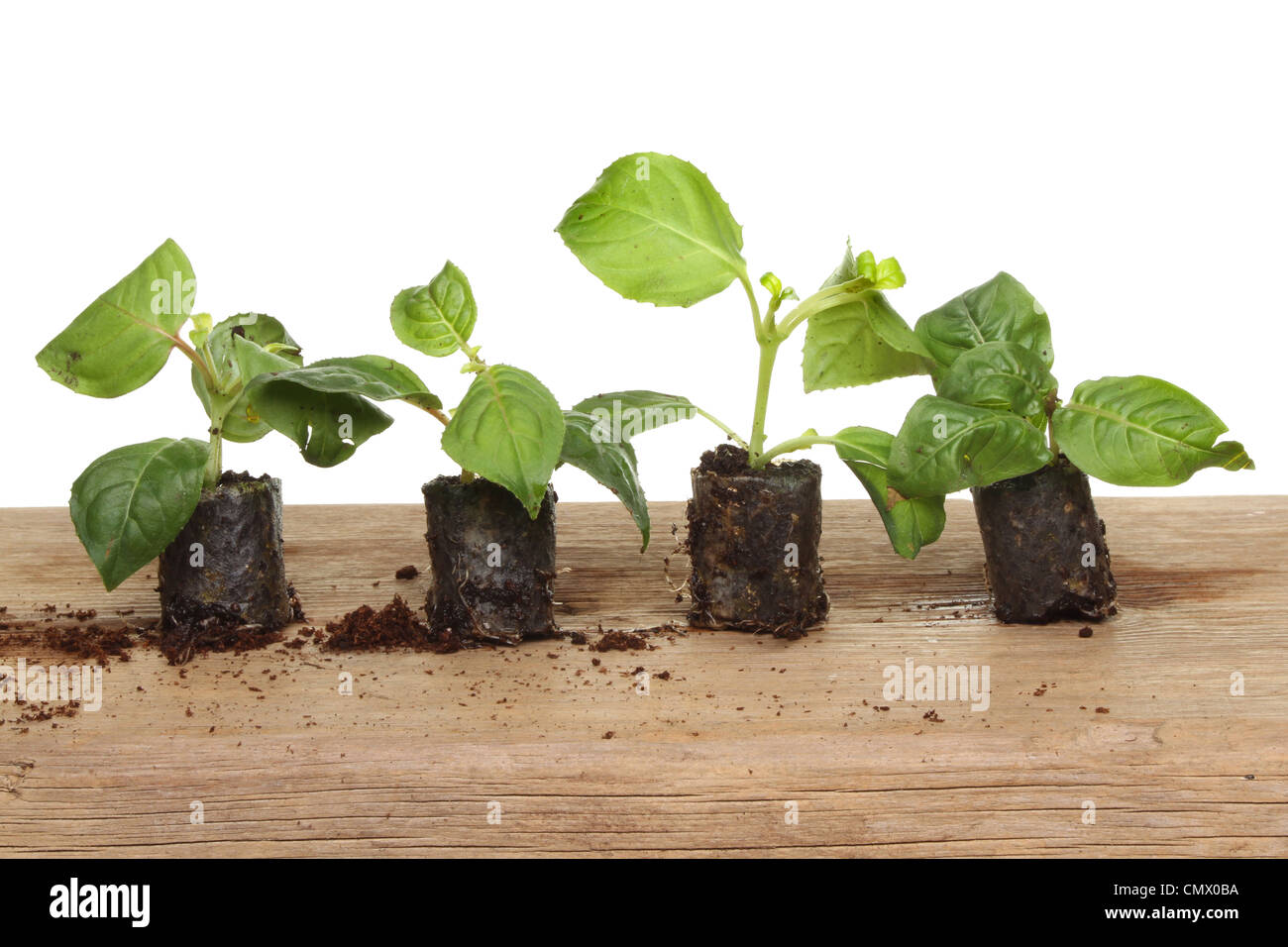 Plug plants hi-res stock photography and images - Alamy
