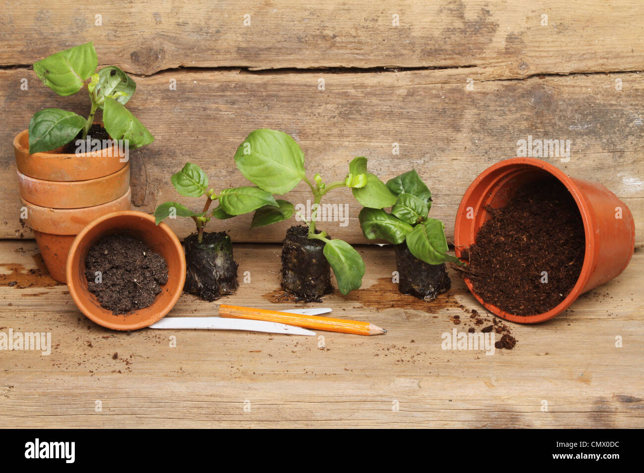 Plug plants hi-res stock photography and images - Alamy