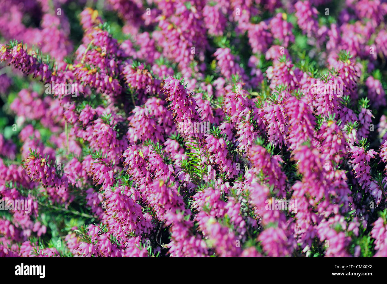 Purple mountain heather hi-res stock photography and images - Alamy