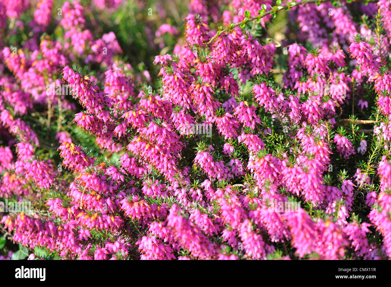 Heath heather ireland hi-res stock photography and images - Alamy