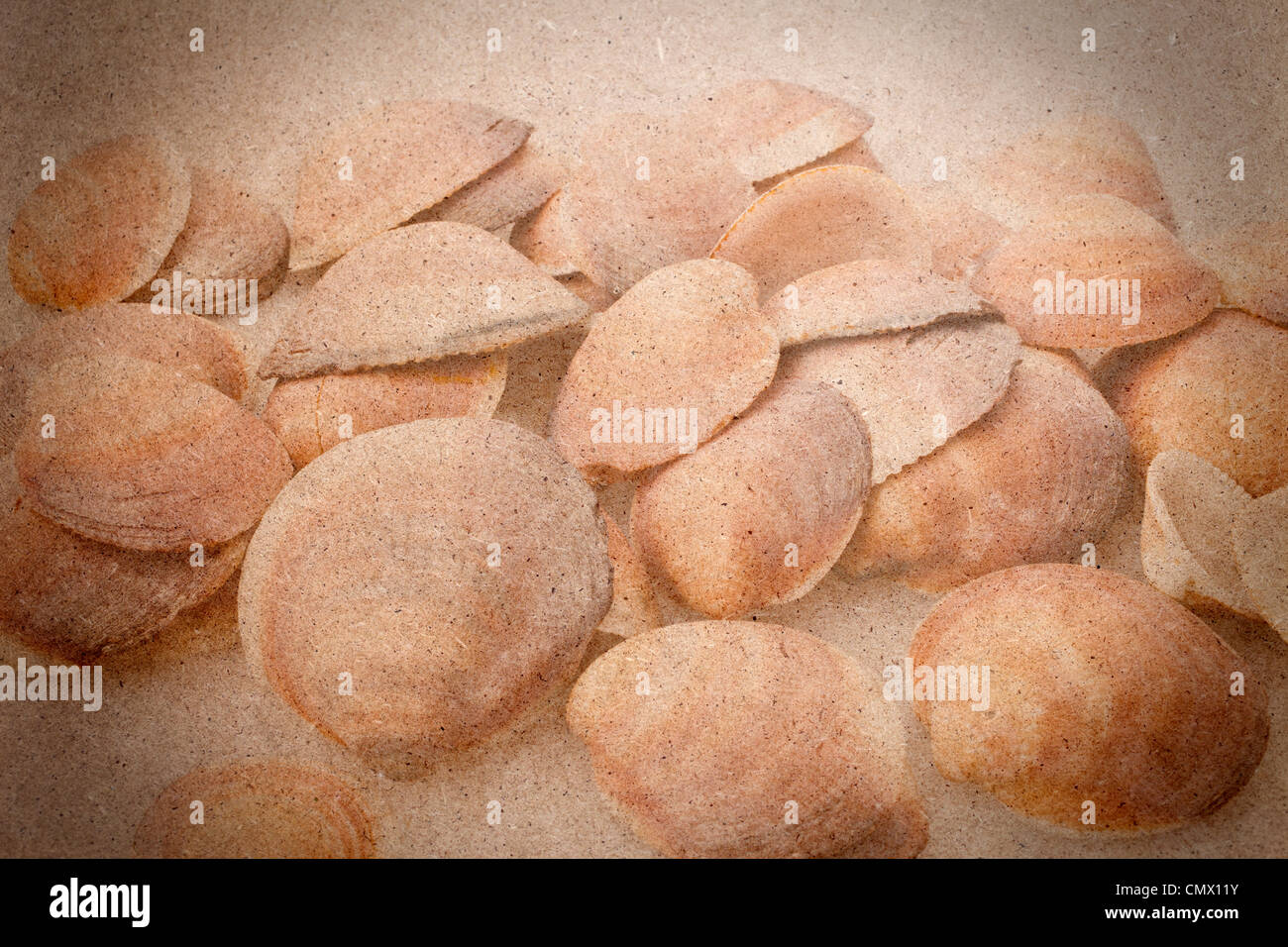Nature collage shells hi-res stock photography and images - Alamy