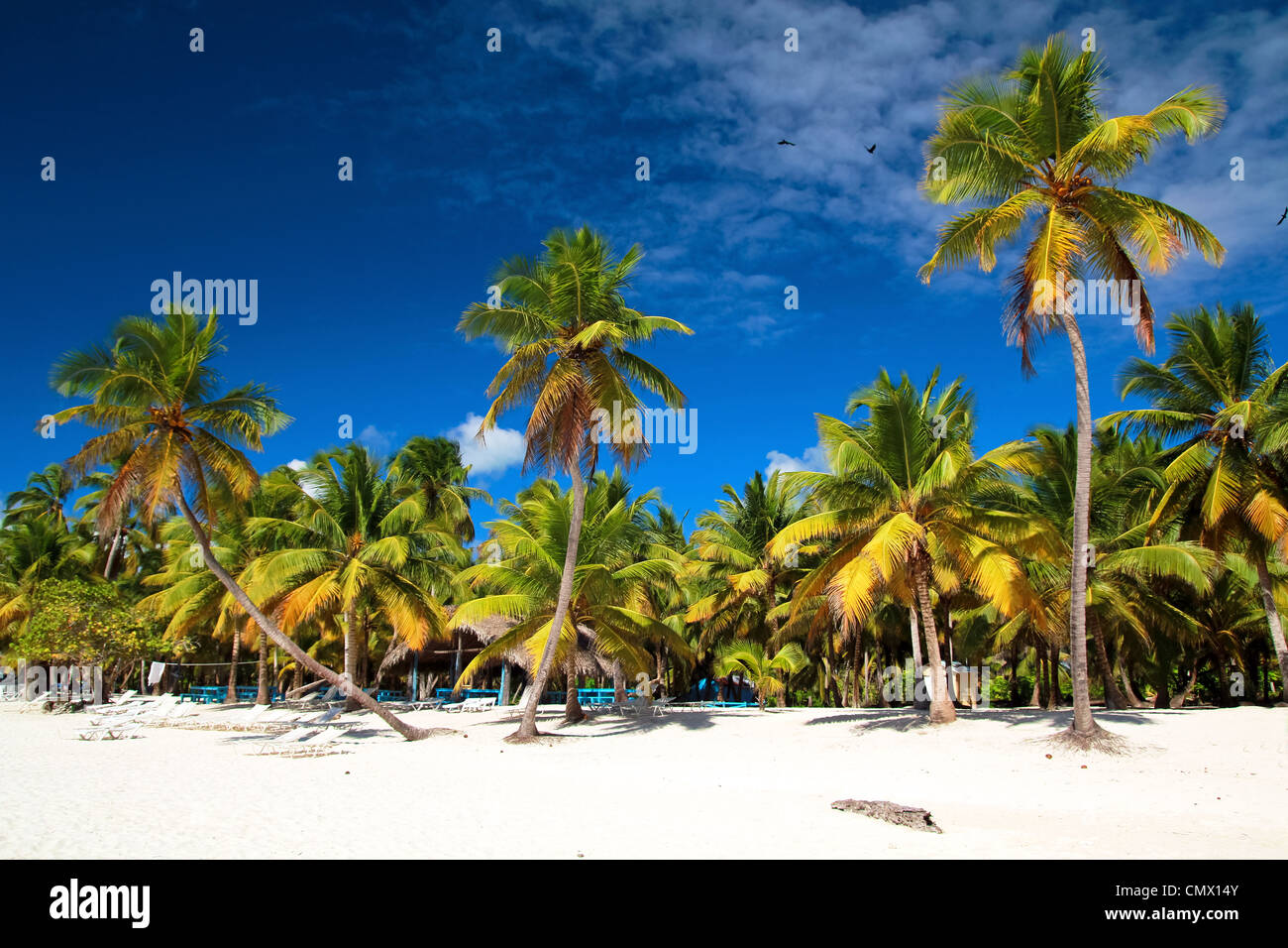 Beautiful caribbean beach on Saona island Stock Photo - Alamy