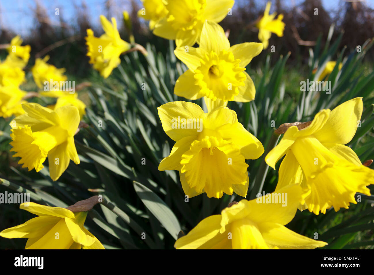 Welsh flora hi-res stock photography and images - Alamy