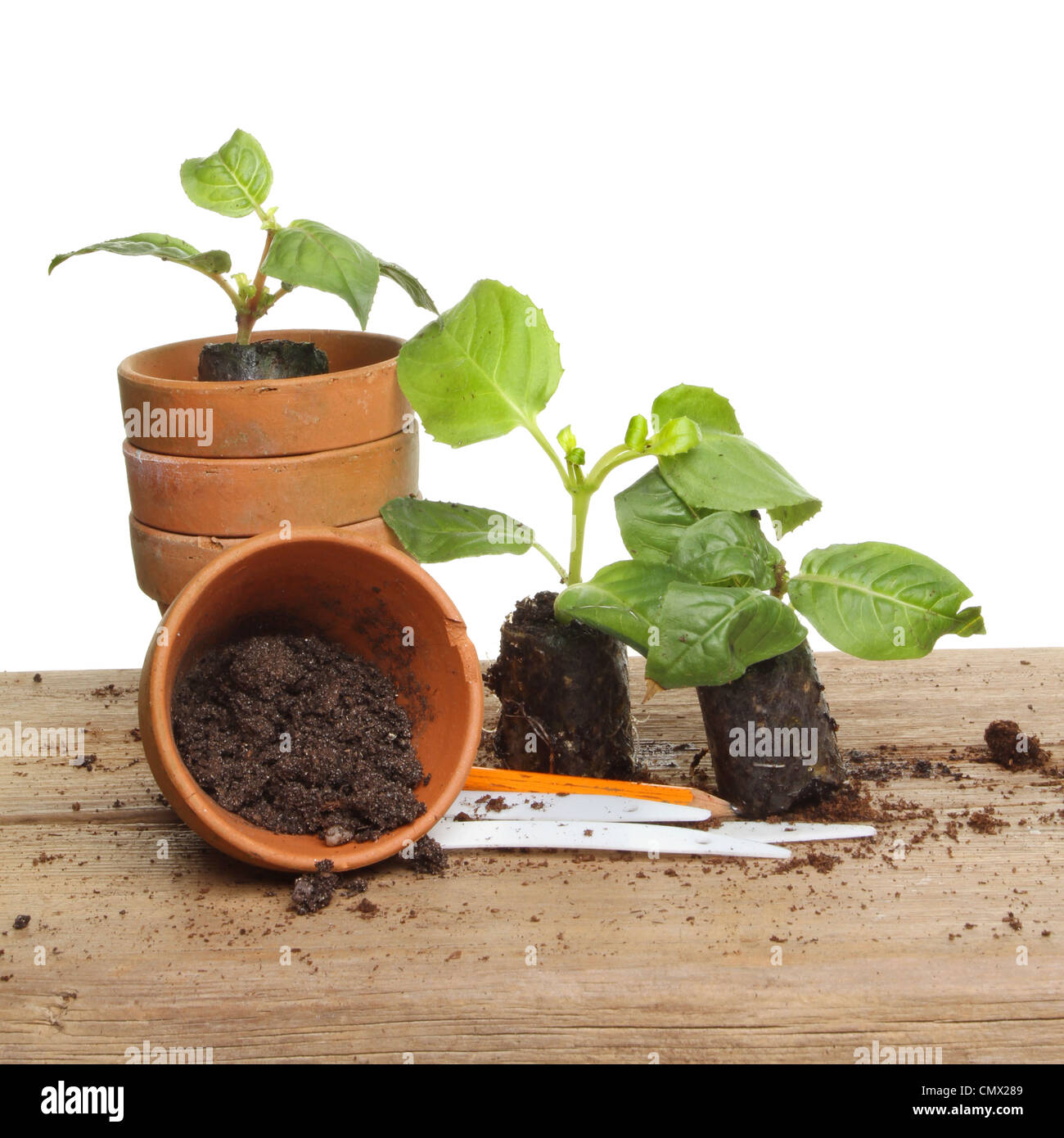 Label plug plants hi-res stock photography and images - Alamy