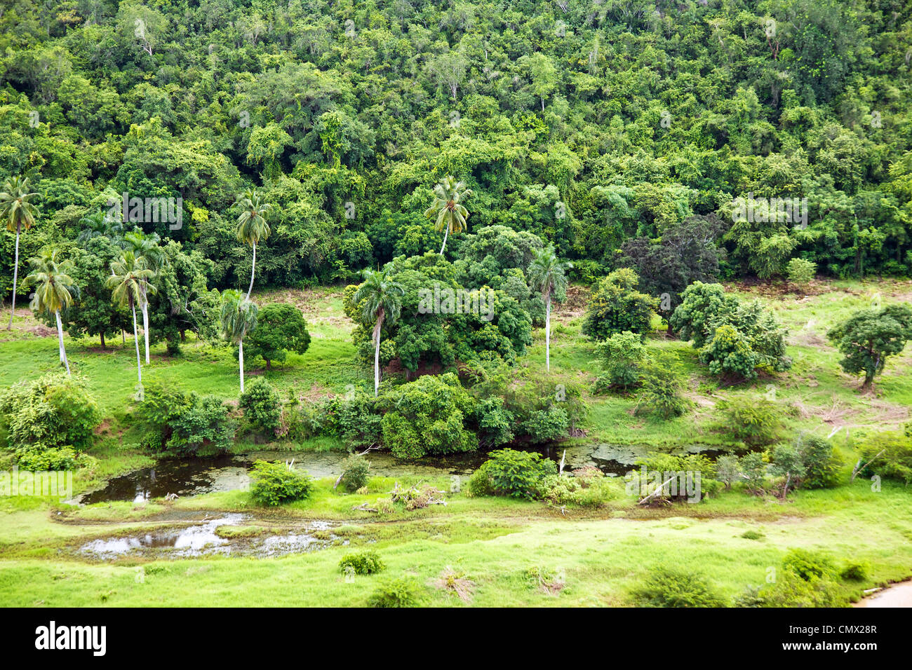 Rainforest green tropical vegetation horizontal hi-res stock ...