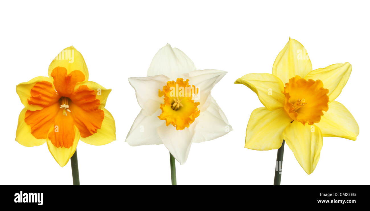 Three different daffodil flowers isolated against white Stock Photo - Alamy