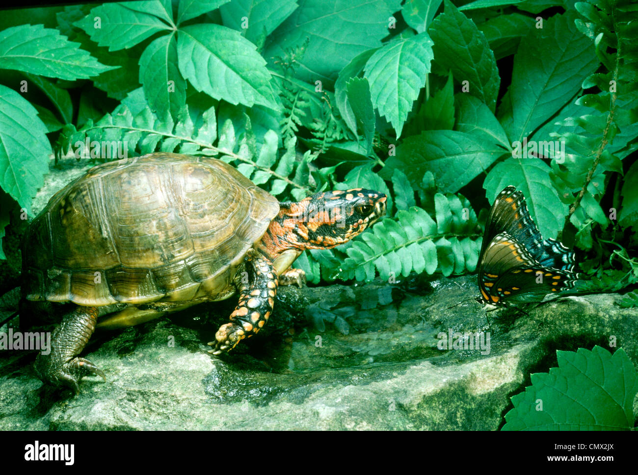 Three-toed Box turtle reluctantly shares water hole with Red-spotted ...